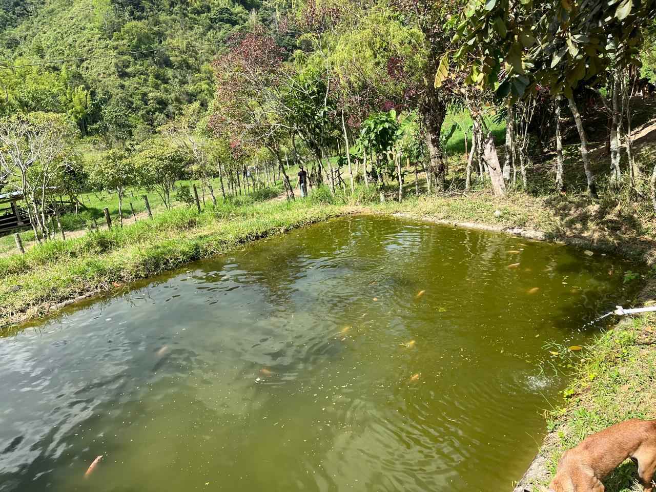 Finca en Venta en Salento, Plestina