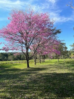 VENDO PROPIEDAD DE 7 HECTAREAS EN SAN BERNARDINO. Ref #DD9B73 ...